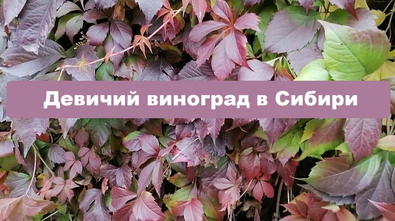 Девичий виноград в Сибири. Краски осени.