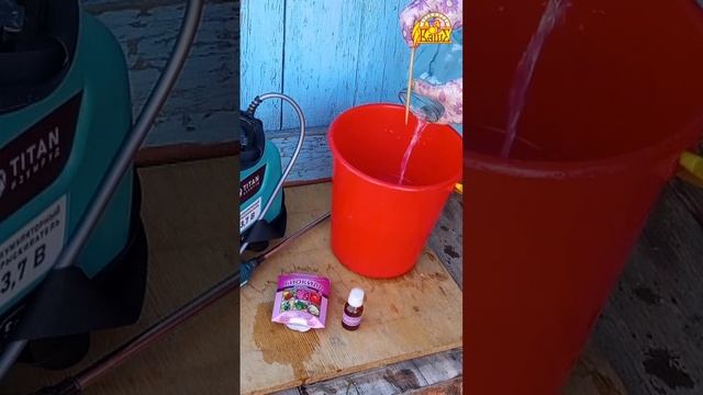 84. Белокрылка