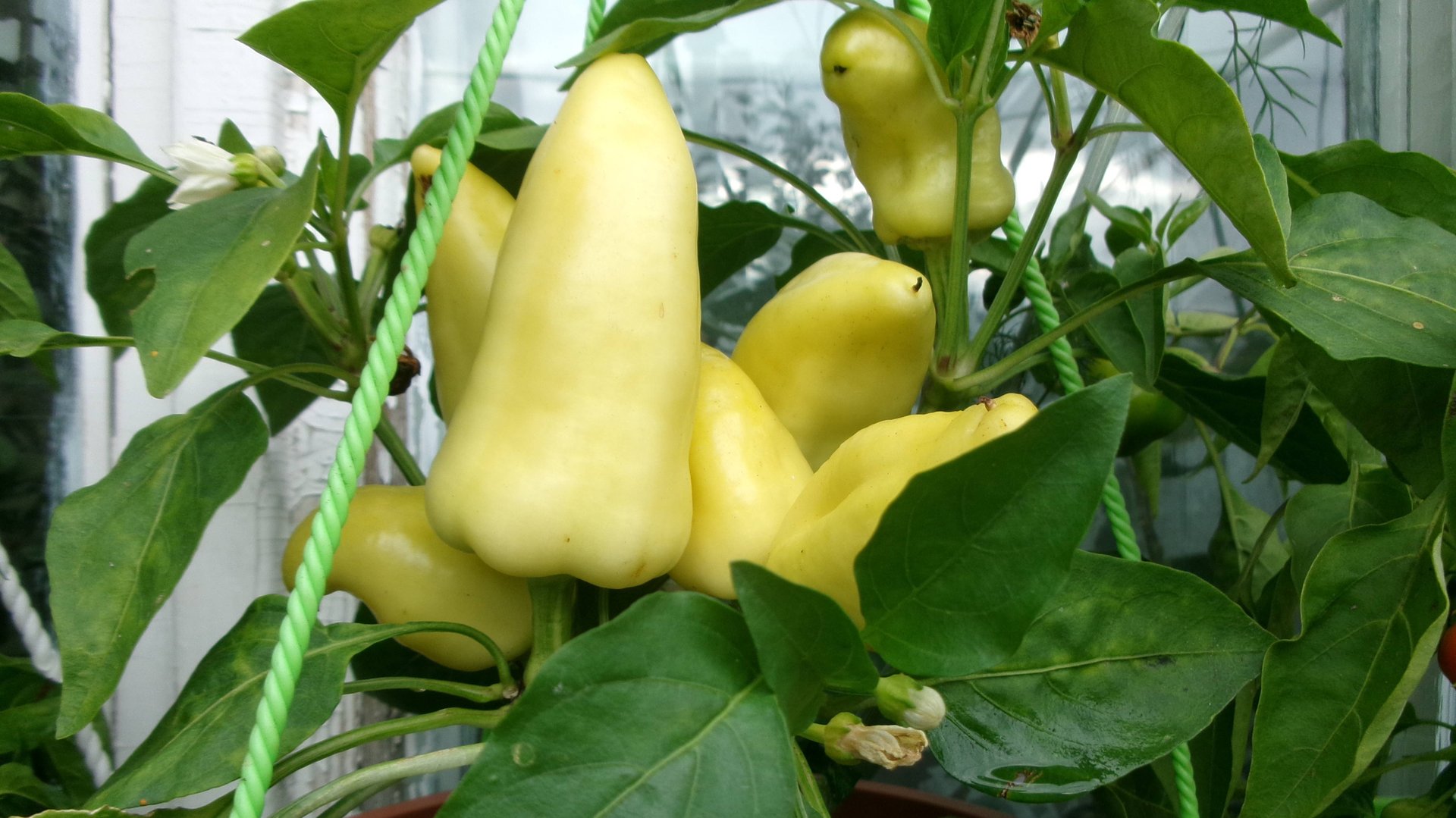 Совет тем, у кого нет своей дачи., кто живет в квартире.. Вот такая у нас картошка 2025 г.