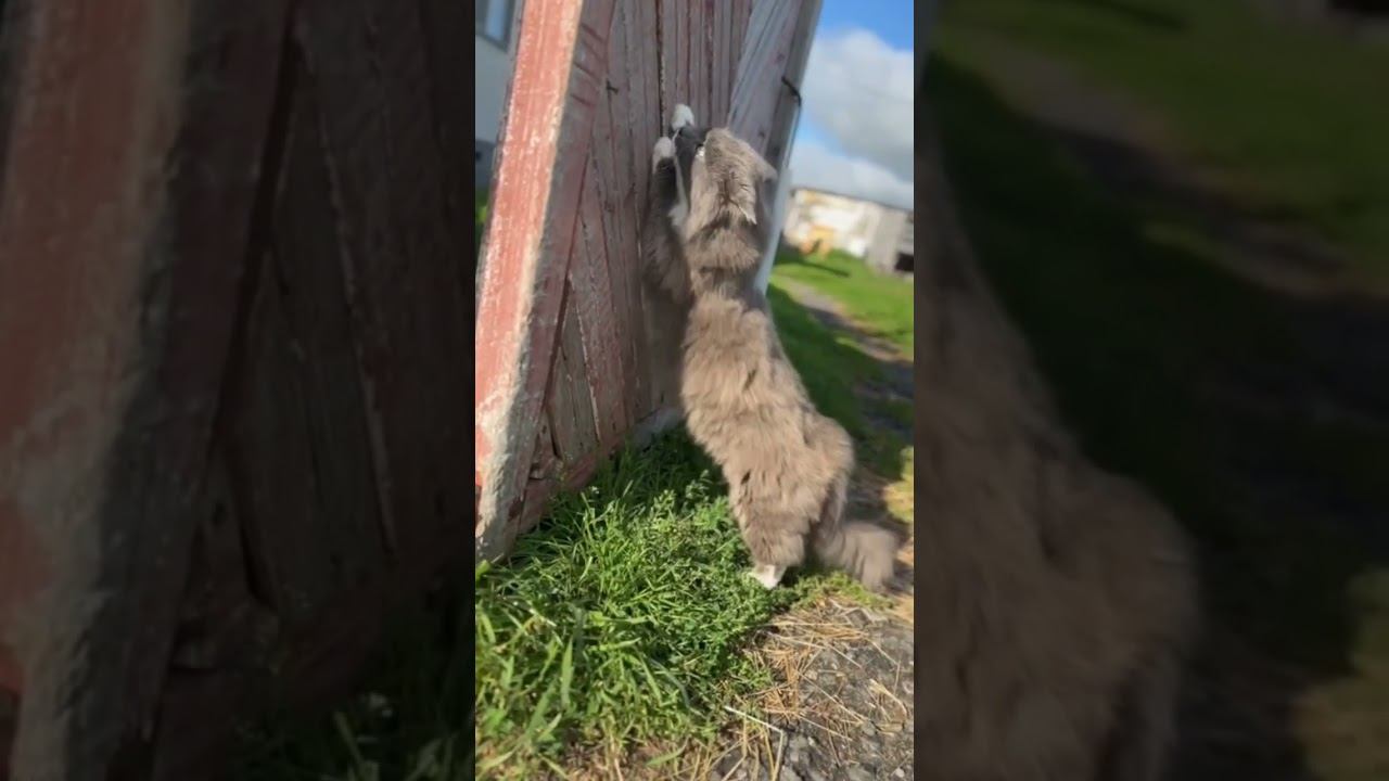 Кот Пятачок красивый Котожизнь Сибирь Тюменская деревня ❤️любовь