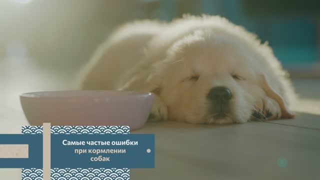 Частые ошибки при кормлении собак