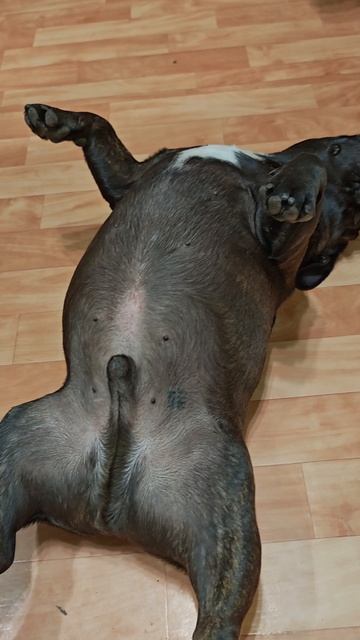 Обожратушки