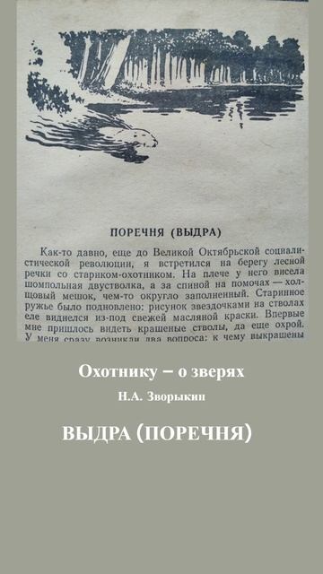Выдра (поречня). Охотнику - о зверях. Н.А. Зворыкин