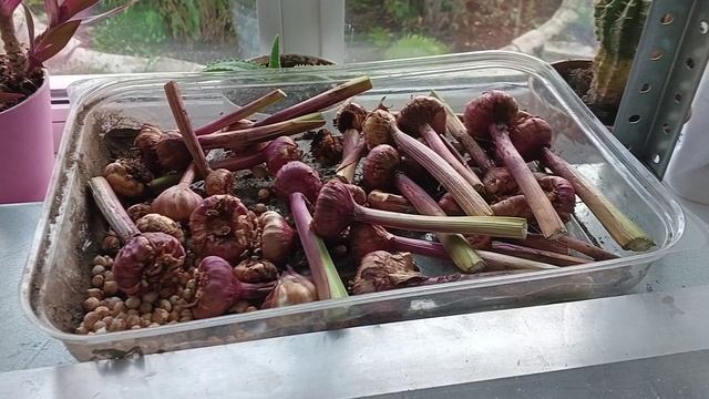 Гладиолусы на Зиму