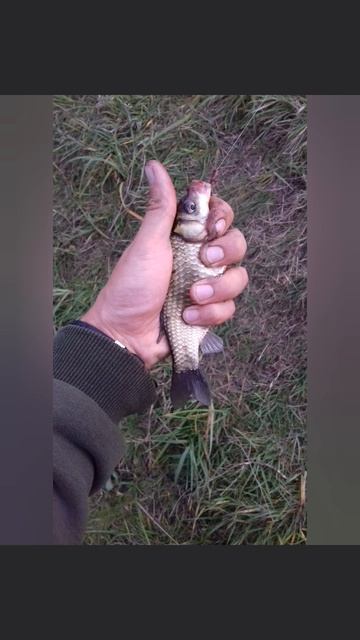 Немного после работы порыбачил на боковой кивок🎣 С наживкой опарыш и навозный червь🪱