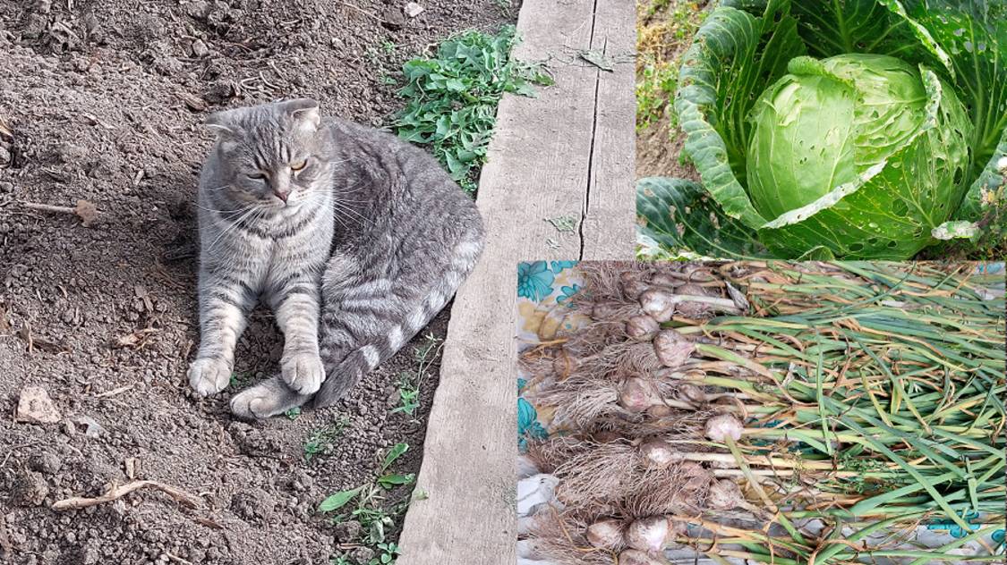 Вот и осень. Бабье лето.22.09.25