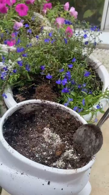 Лобелия в дом