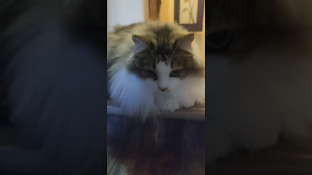 Кукусик  красивый кот Котожизнь Сибирь деревня Тюменская ❤️любовь