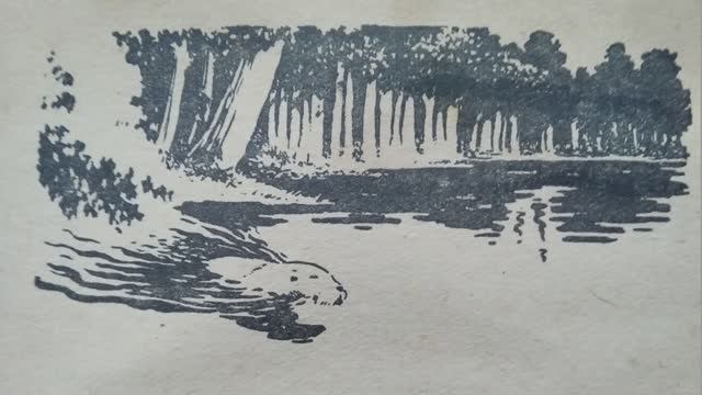 Выдра (поречня). Н.А. Зворыкин (способы охоты, повадки выдры)