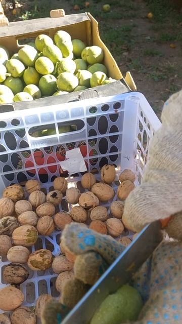 Сбор и чистка грецких орехов