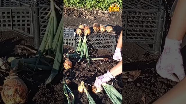 83. Уборка репчатого лука