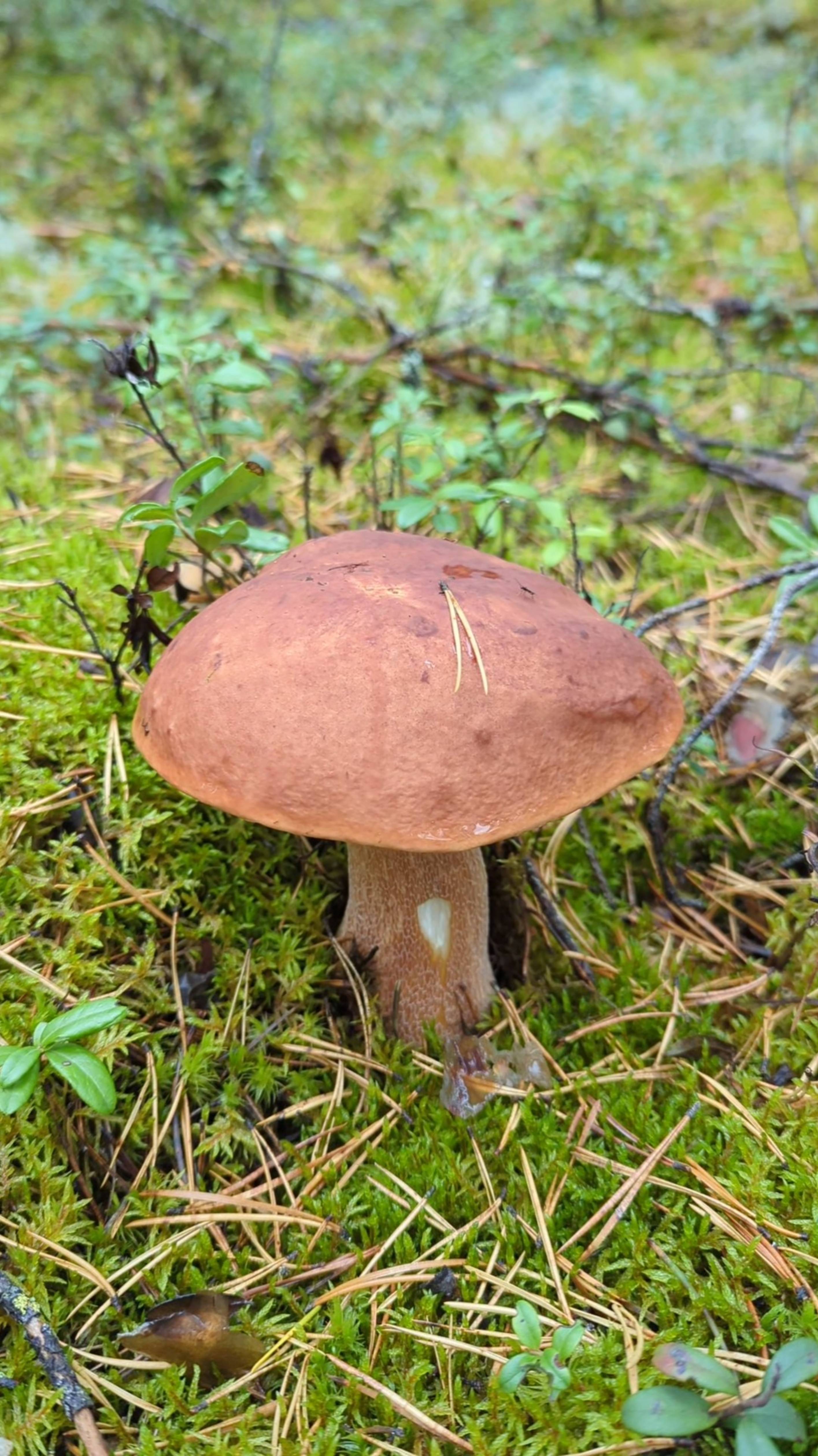 Белый гриб в сосновом бору, 21.09.25г.