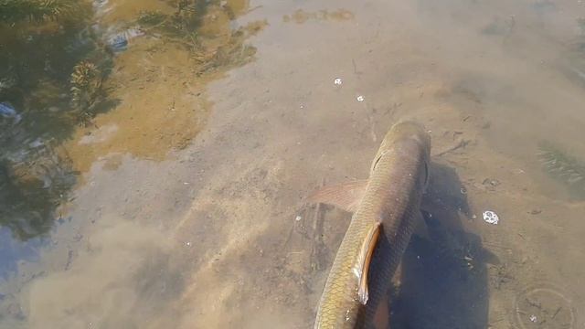 Жерех. Серебро 935 пробы....