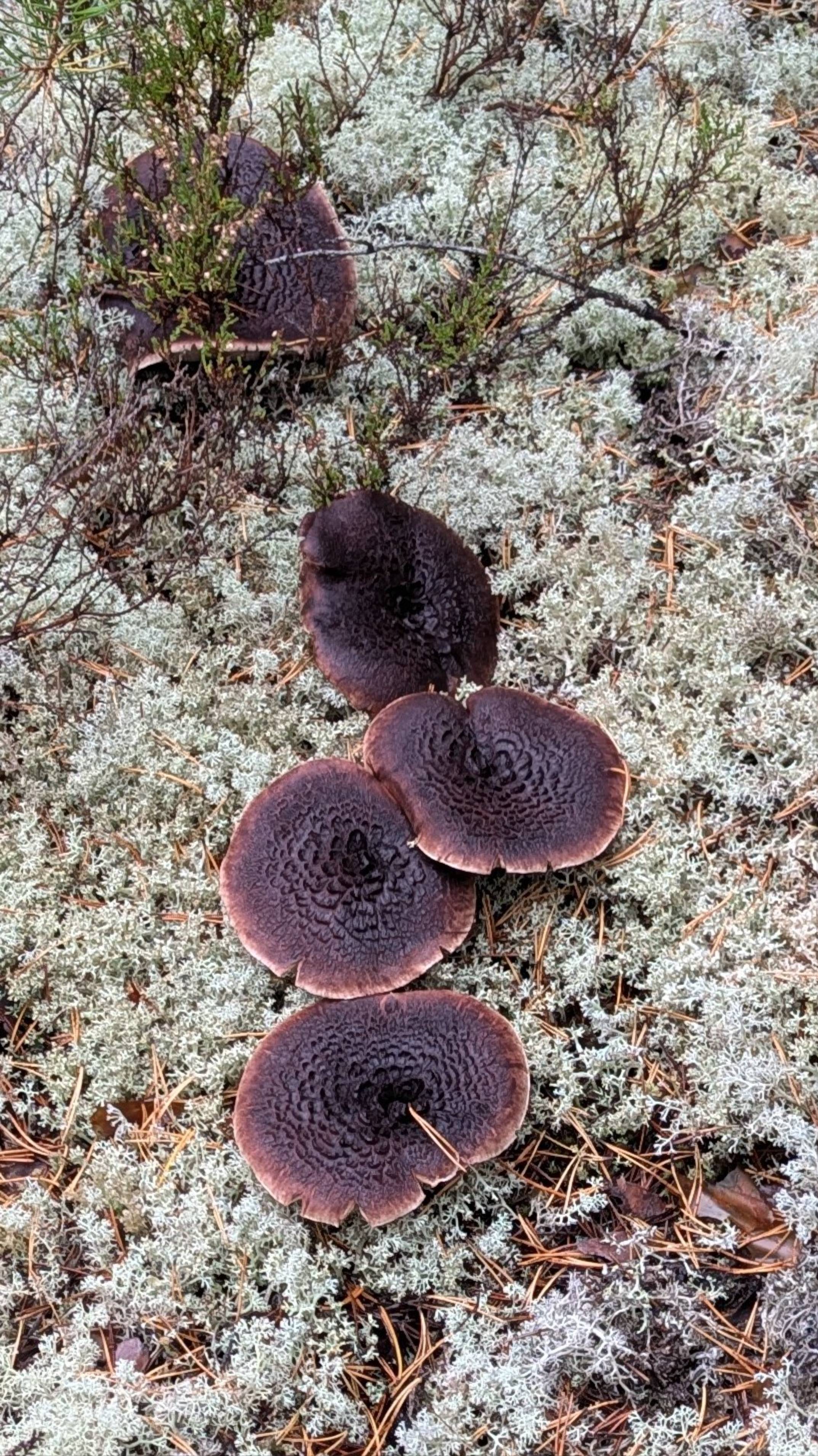 Ежовик пёстрый - гриб на любителя..