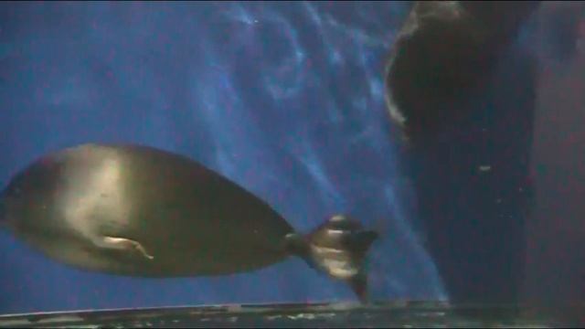 Из серии Ангарские зарисовки. Музей в Листвянке. 25.08.2012. Часть 1.