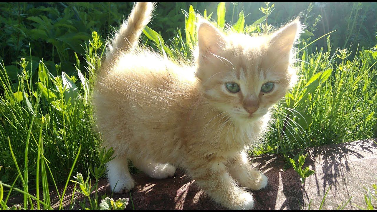 Спасение красивых котят продолжается!