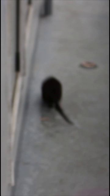 Норка украла омуля.