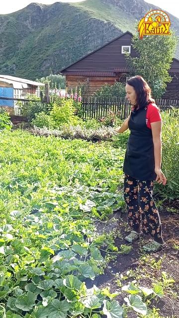 81. Прищипка тыквы, дыни, арбуза