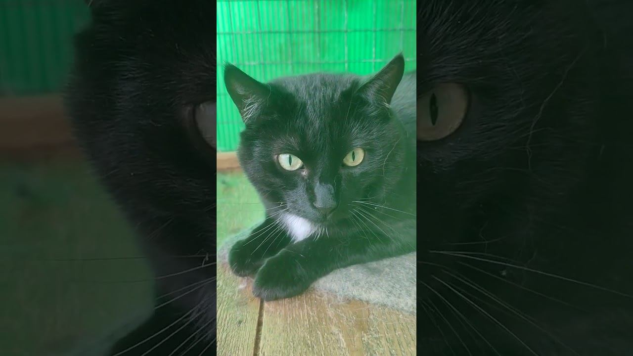 Просто большой черный толстый кот❤️⬛