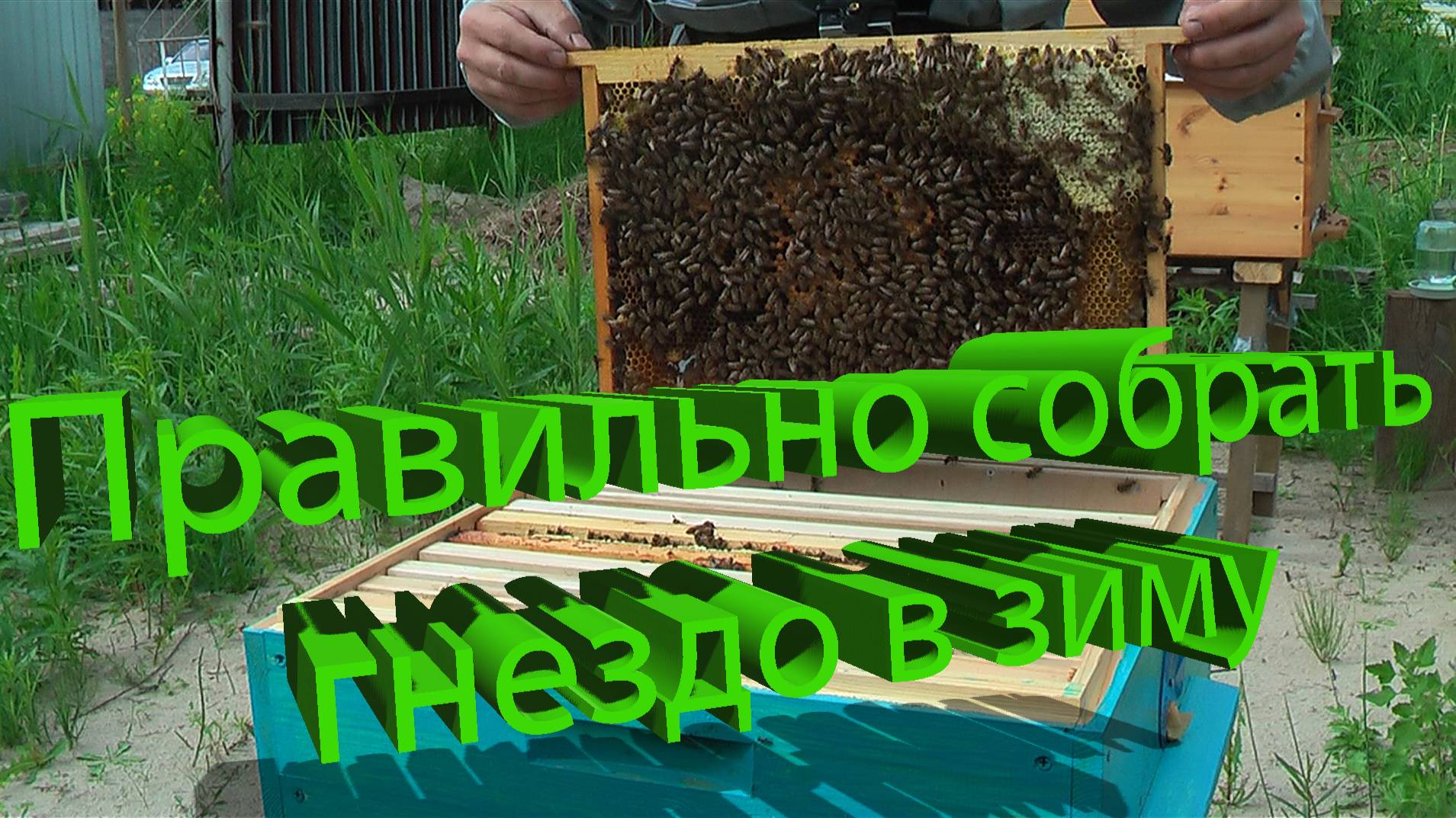 Как собрать гнездо на зиму, чтобы пчелы не погибли? Метод профессора Кашковского