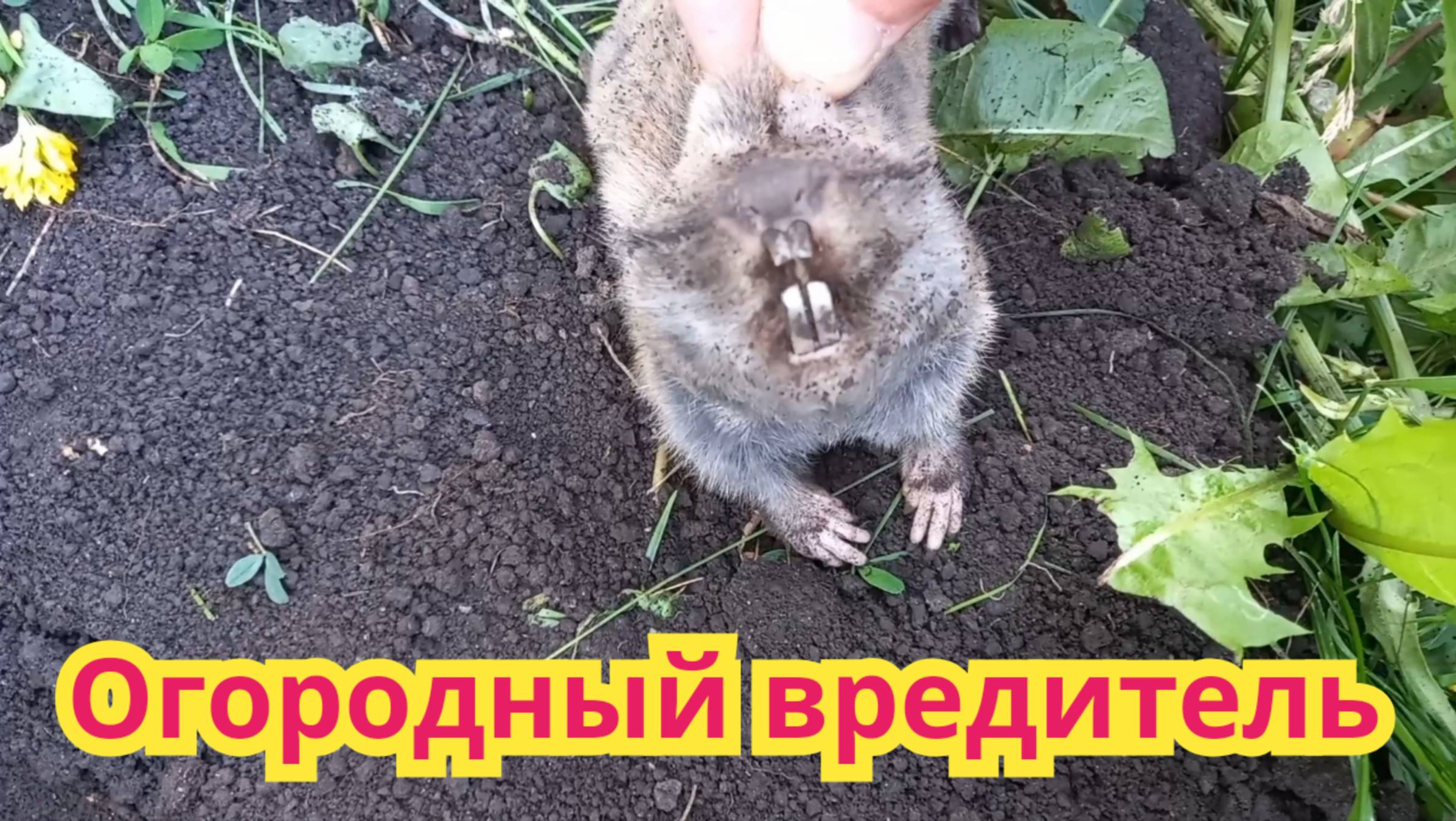 Огородный вредитель.