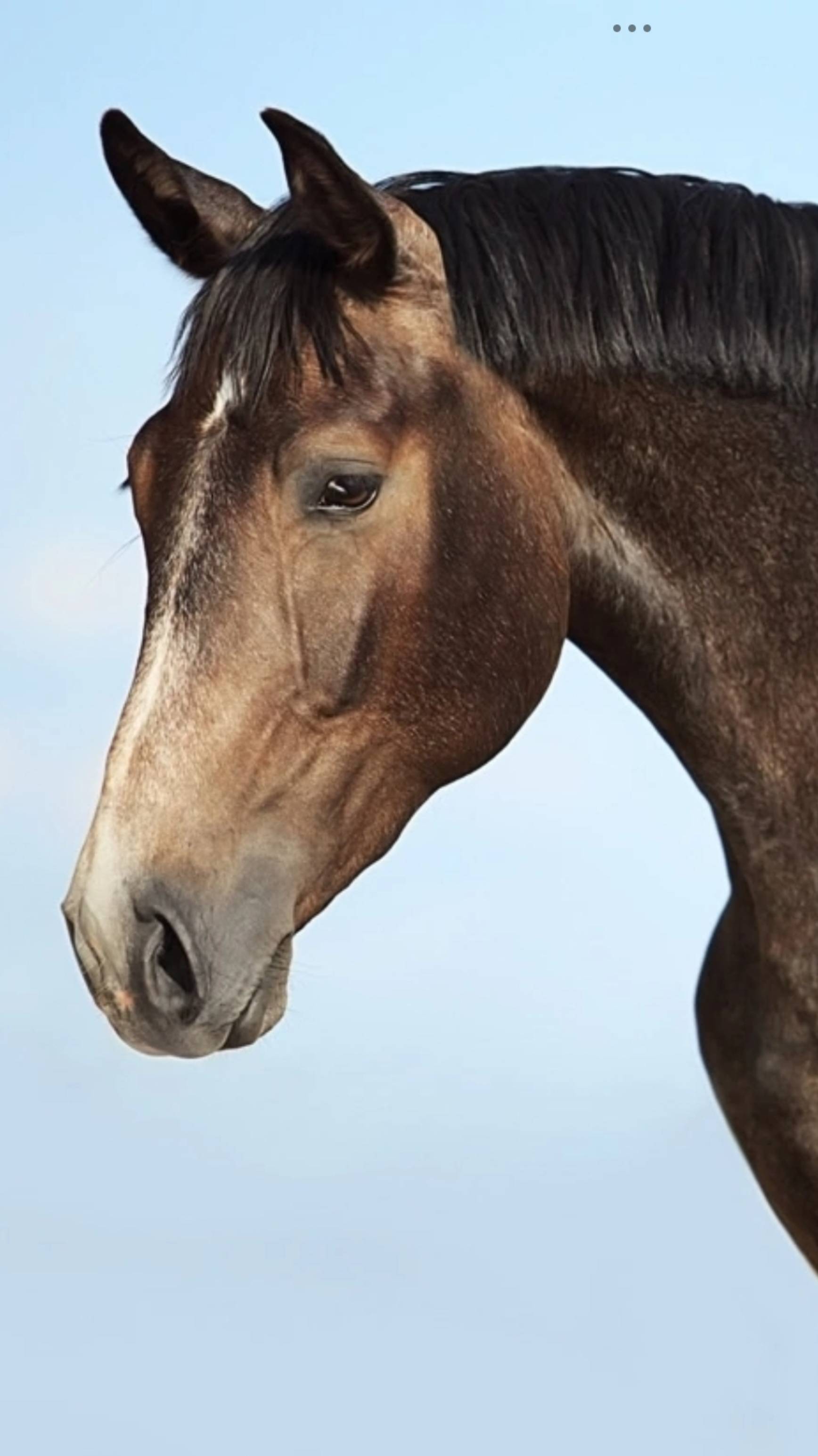 Дети и лошади