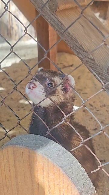 Первомайский парк в Благовещенске, парк белок.😁
