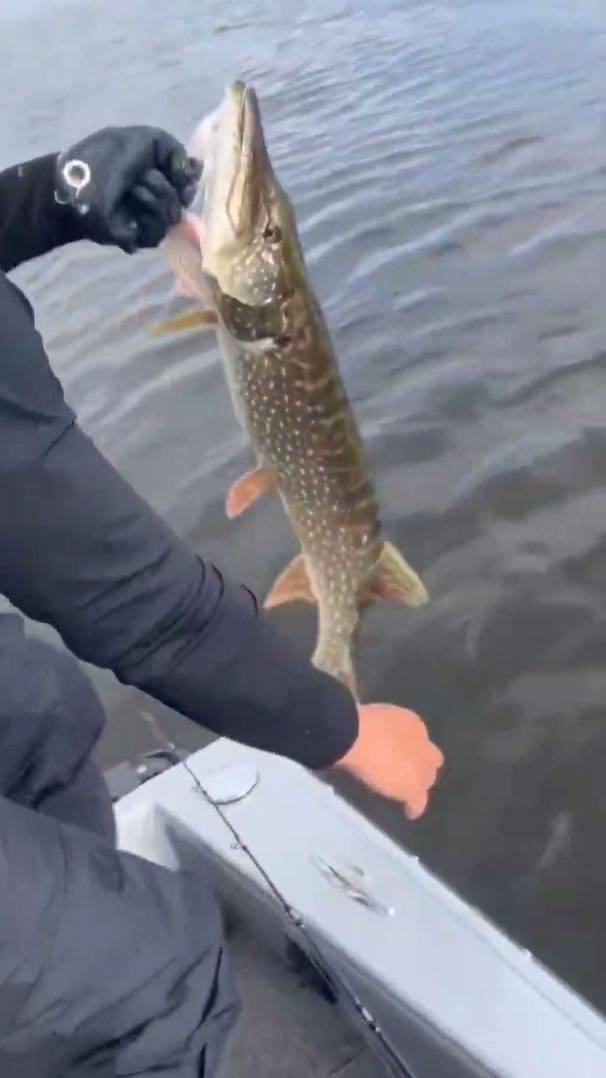 База отдыха «Щукино»: ловля спиннингом с лодки, ч. 2