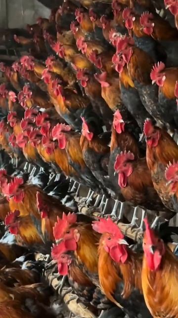 Петушиный хор!