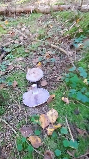 💥РЯДОВКА ФИОЛЕТОВАЯ ПОШЛА В СЕНТЯБРЕ В ПОДМОСКОВЬЕ 👉ГРИБЫ С ЯРКО ФИОЛЕТОВЫМ ЦВЕТОМ!🍂🍄🍁