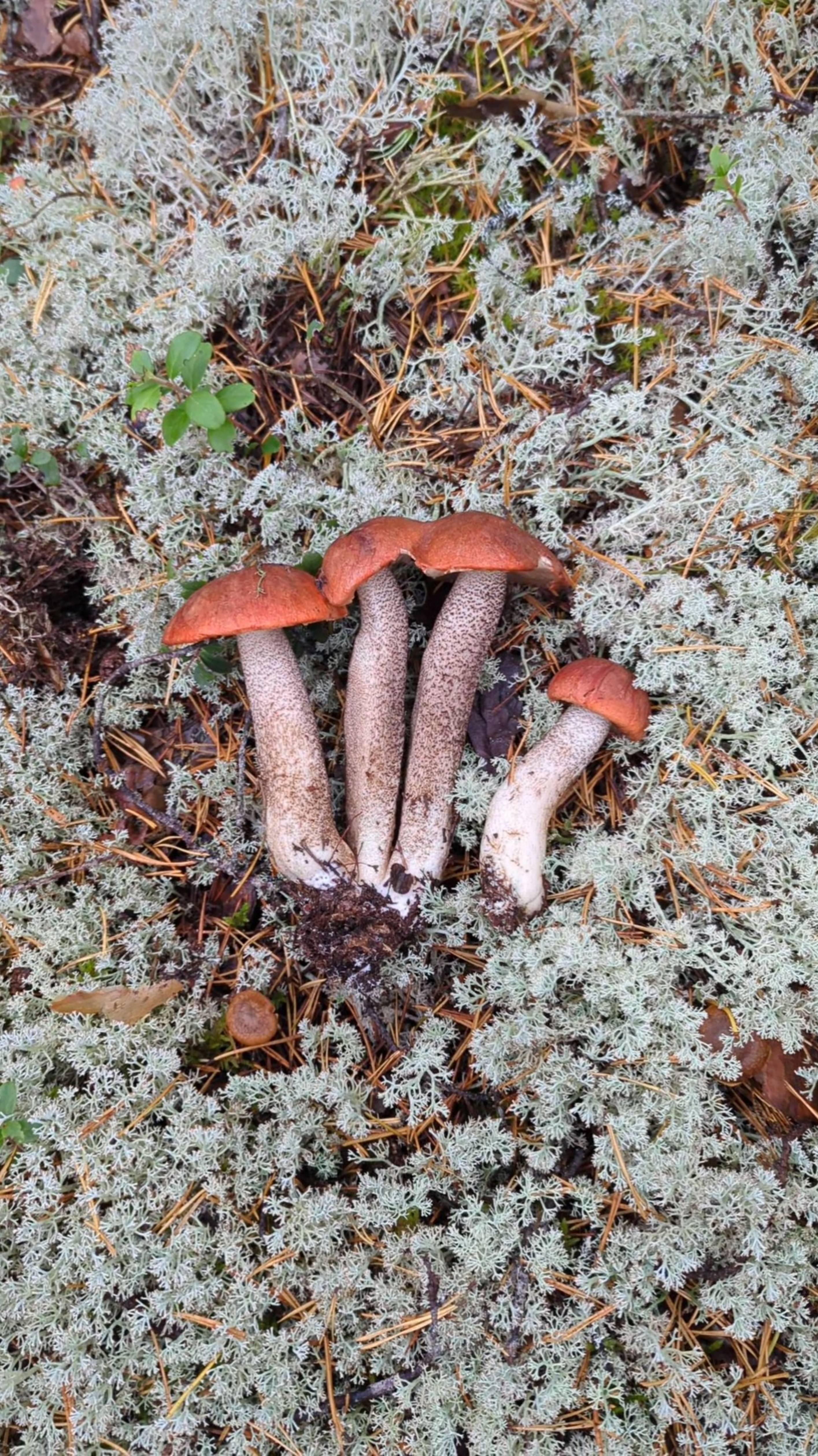 Подосиновики сосновые, 21.09.25г.