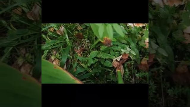 Грибной влог