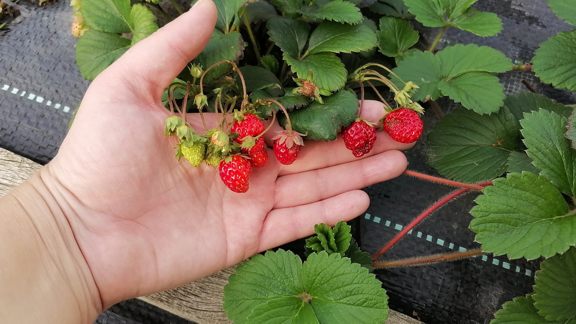 Поехали на дачу / Дачный сезон почти окончен / Бетонируем столбы / Начало стройки