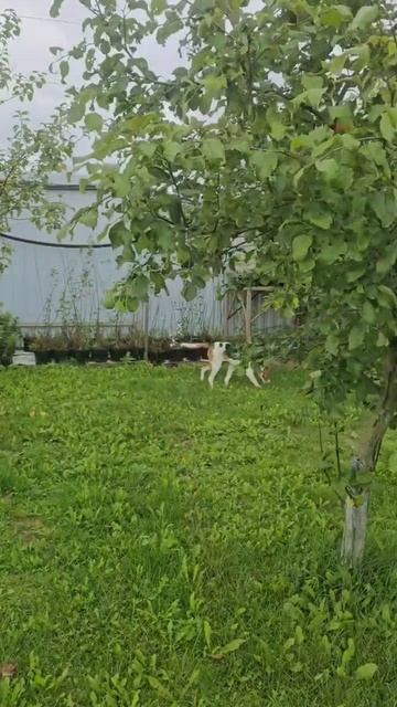 Пряник и яблоки 22-09-2025