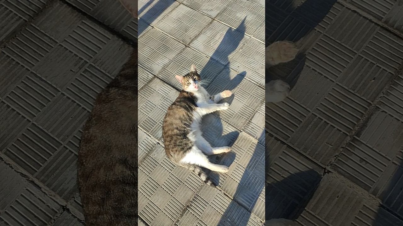 Котик который живёт у "Магнита"⬛❤️ Старый знакомый ⬛❤️ Привет, Магнит❤️ Всем хорошего дня❤️