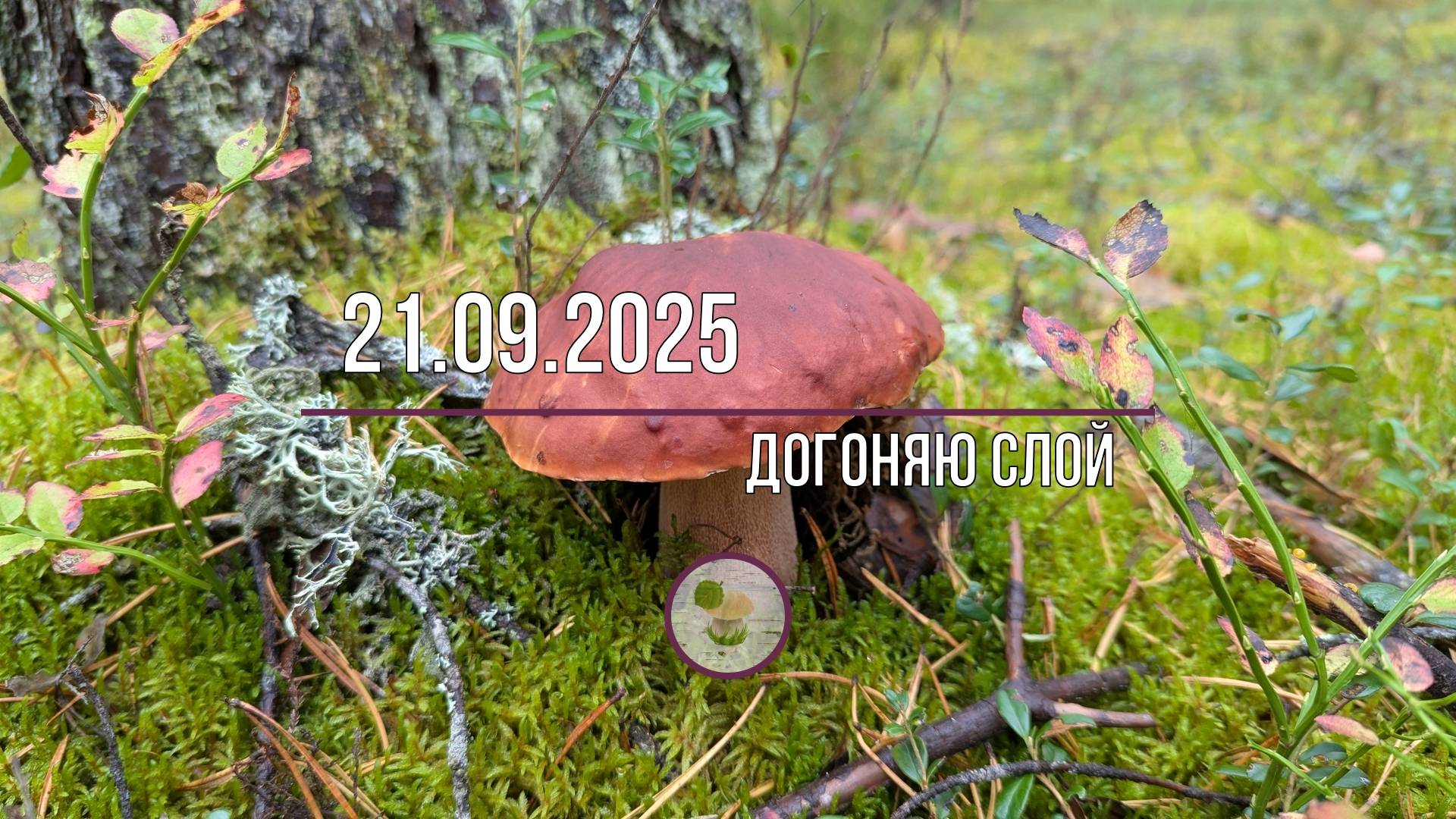 Бегом догоняю уходящий слой боровиков на Алёховщине.