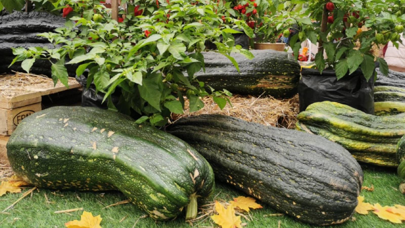 Урожай всем на зависть. Выставка овощей-гигантов в Аптекарском огороде