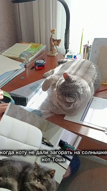 когда не дали коту позагорать на солнышке кот Тоша (смешное видео что-бы поднять настроение)