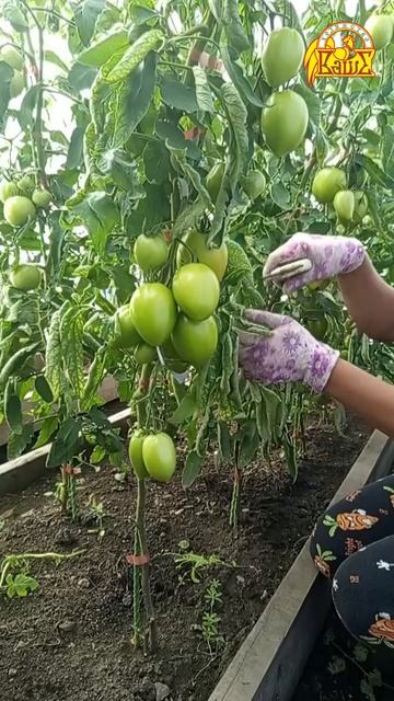82. Как ускорить созревание помидоров