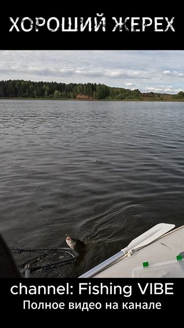 ЖЕРЕХ на Блесну! Колебалка рулит! #shorts