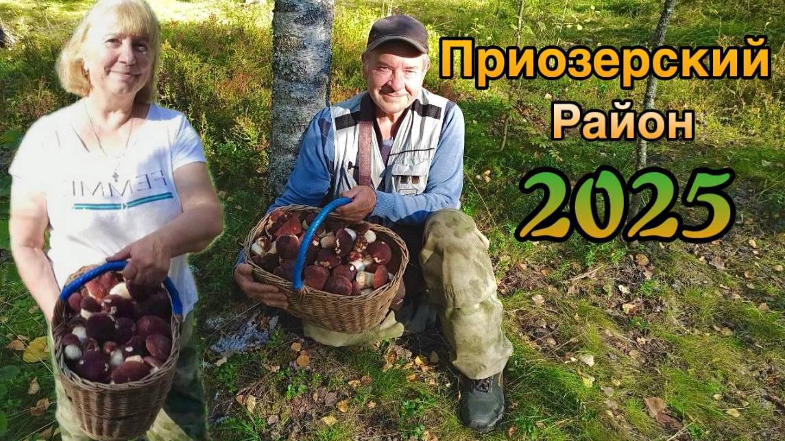 За грибами с Ирой в Сосновый Бор Приозерского района. Грибов много, лес и погода всё отлично.