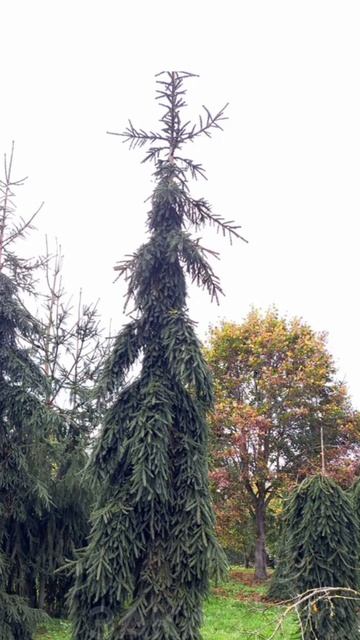 Ель обыкновенная Ротенхаус ( Picea abies Rothenhaus ).