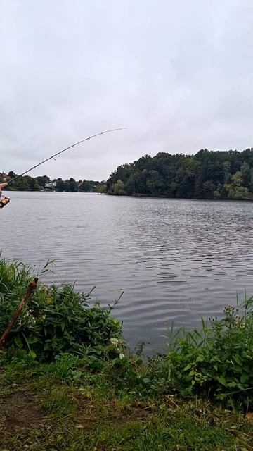 🎣 Окунь на отводной поводок _ Рыбалка в озере LIVE(2)