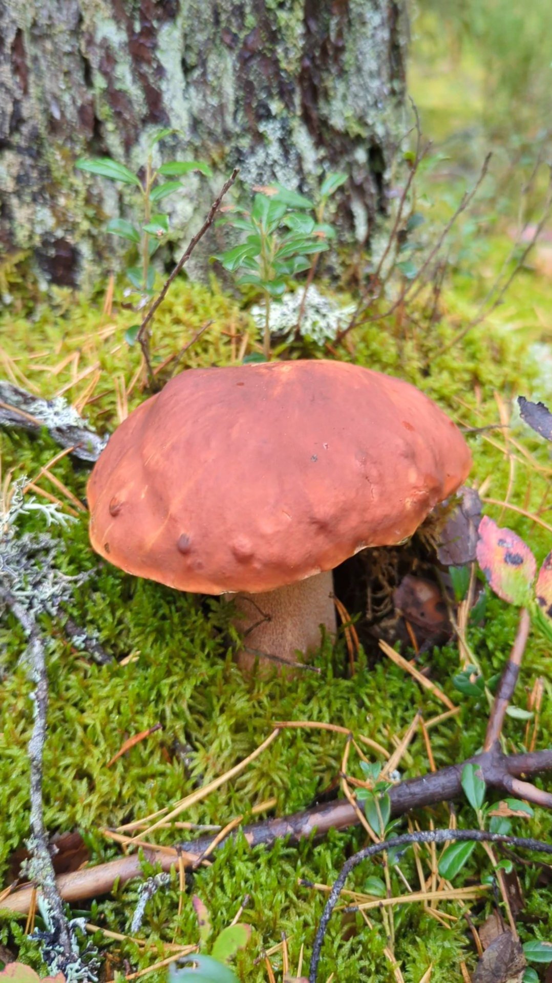 Боровик 21.09.25г., Алёховщина