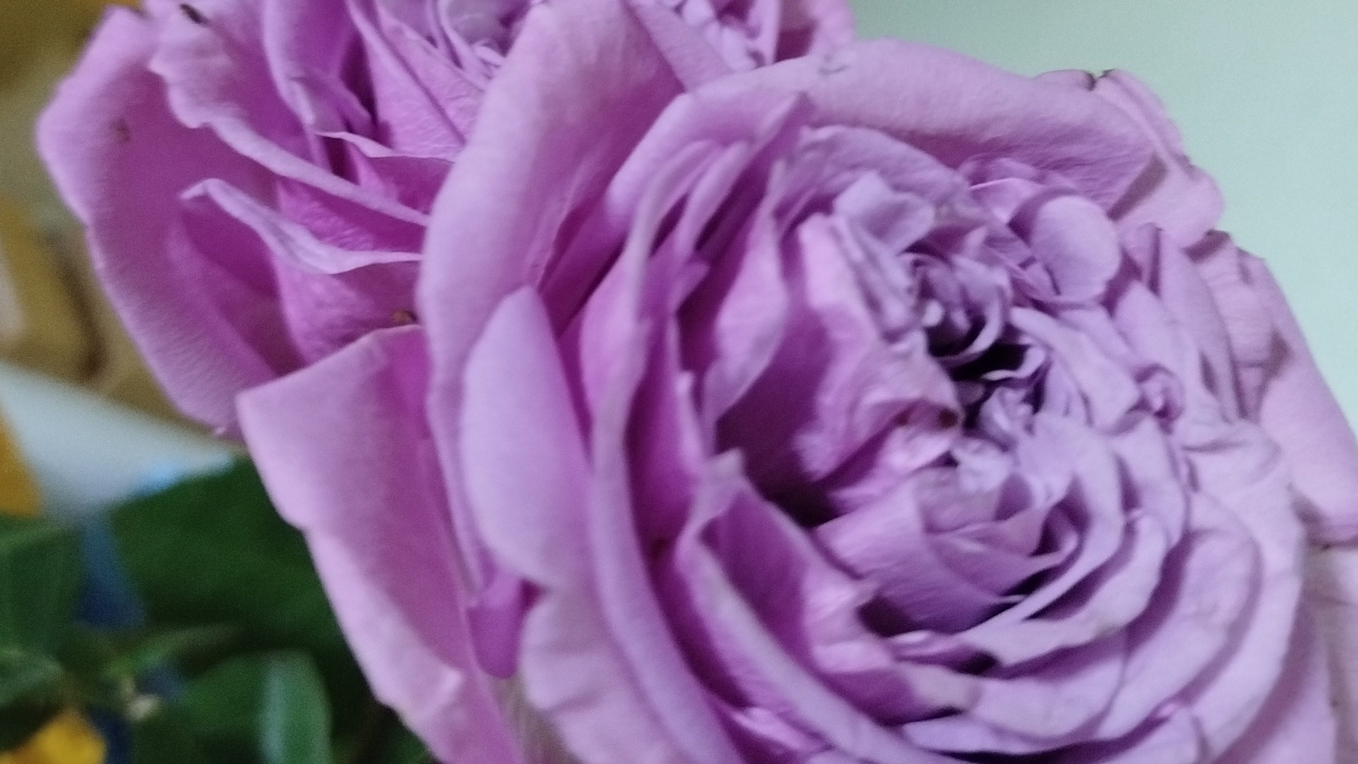 едем за мясом