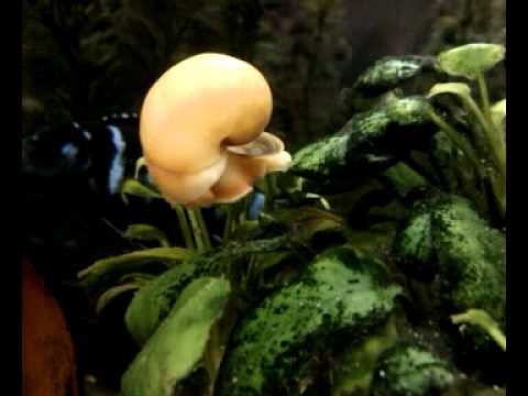 Улитка Ампулярия в движении