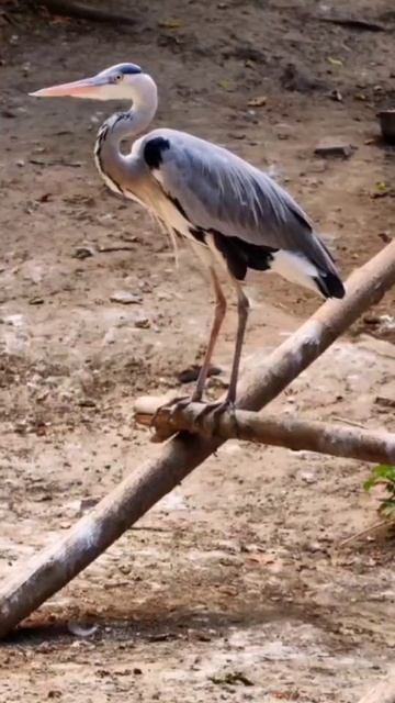 ⚡Рубрика #Красная_Книга📕  🔺Вид – Серая цапля.