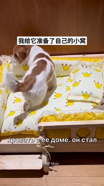 Бежал до самого дома пока не усыновили