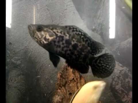 Манагуанская цихлазома