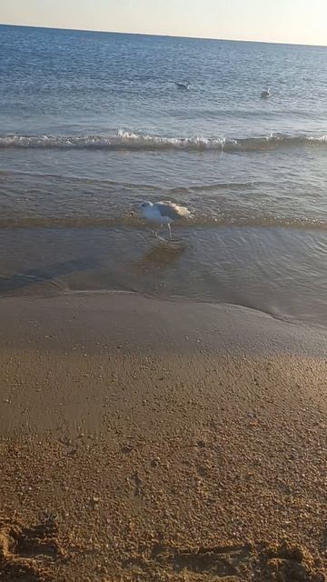 Чайка ужинает морскими деликатесами